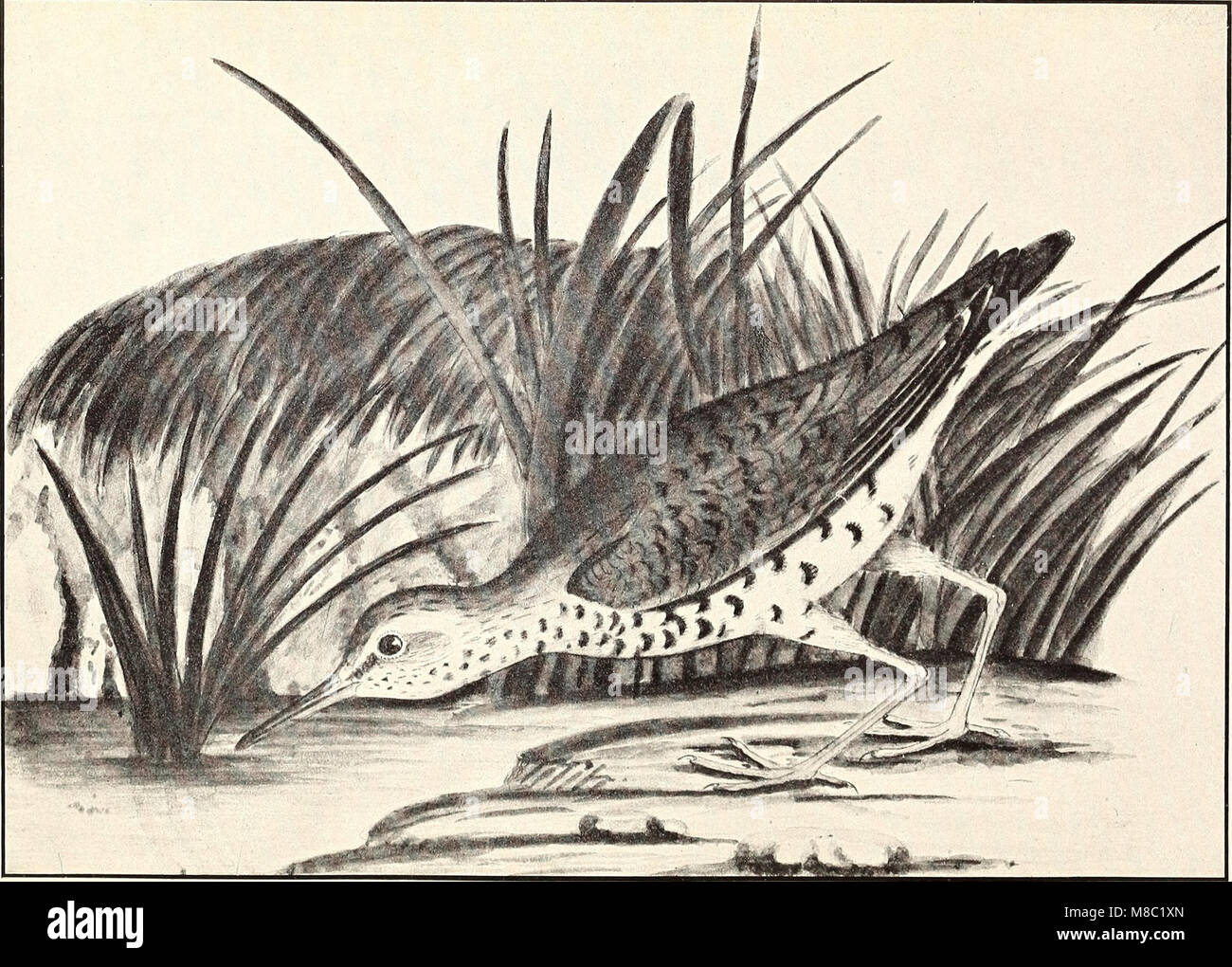 This 1910 study examines the distribution, migratory patterns, and ...