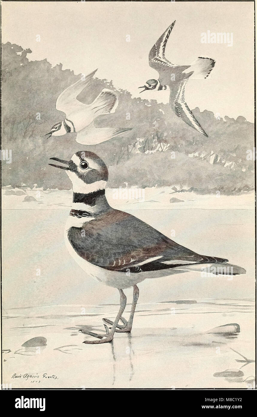 This 1910 publication studies the distribution patterns and migration ...