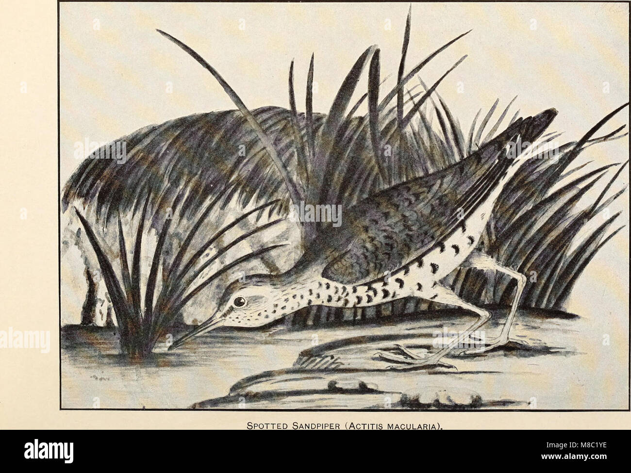 This work explores the distribution patterns and migration routes of ...