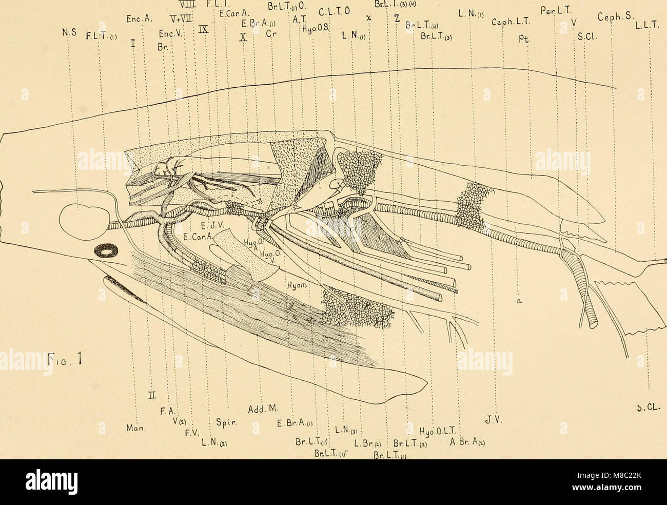 This 1907 study explores the anatomy of two types of fish, Polyodon and ...