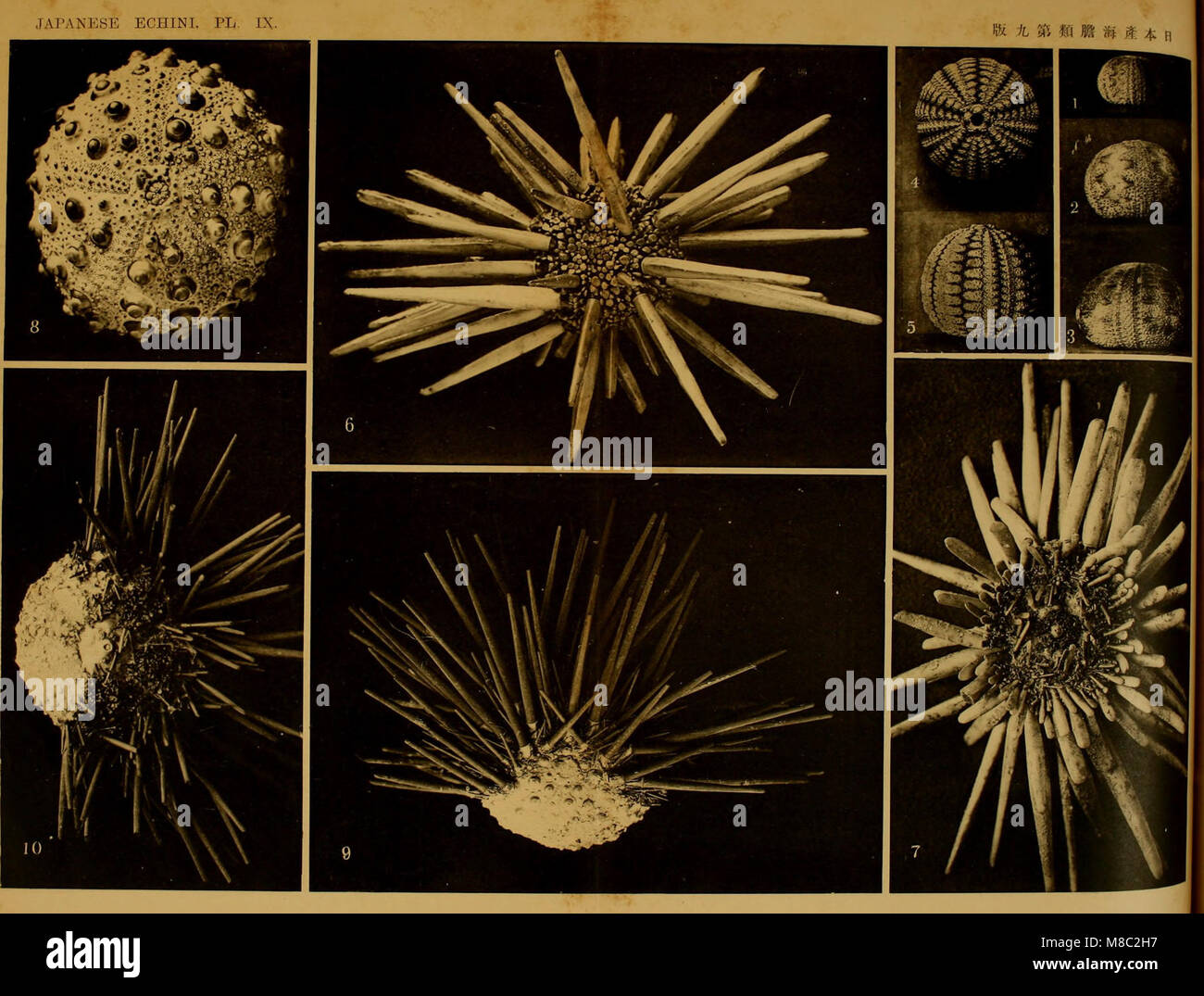 Dobutsugaku zasshi hi-res stock photography and images - Alamy