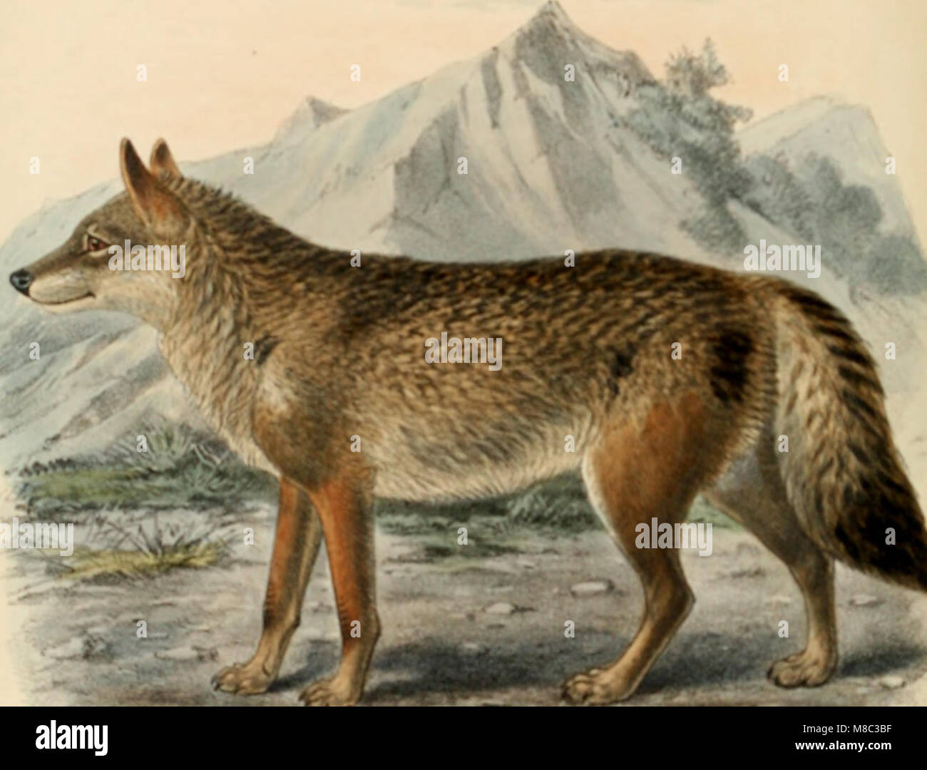This 1890 monograph examines the Canidae family, featuring species such ...