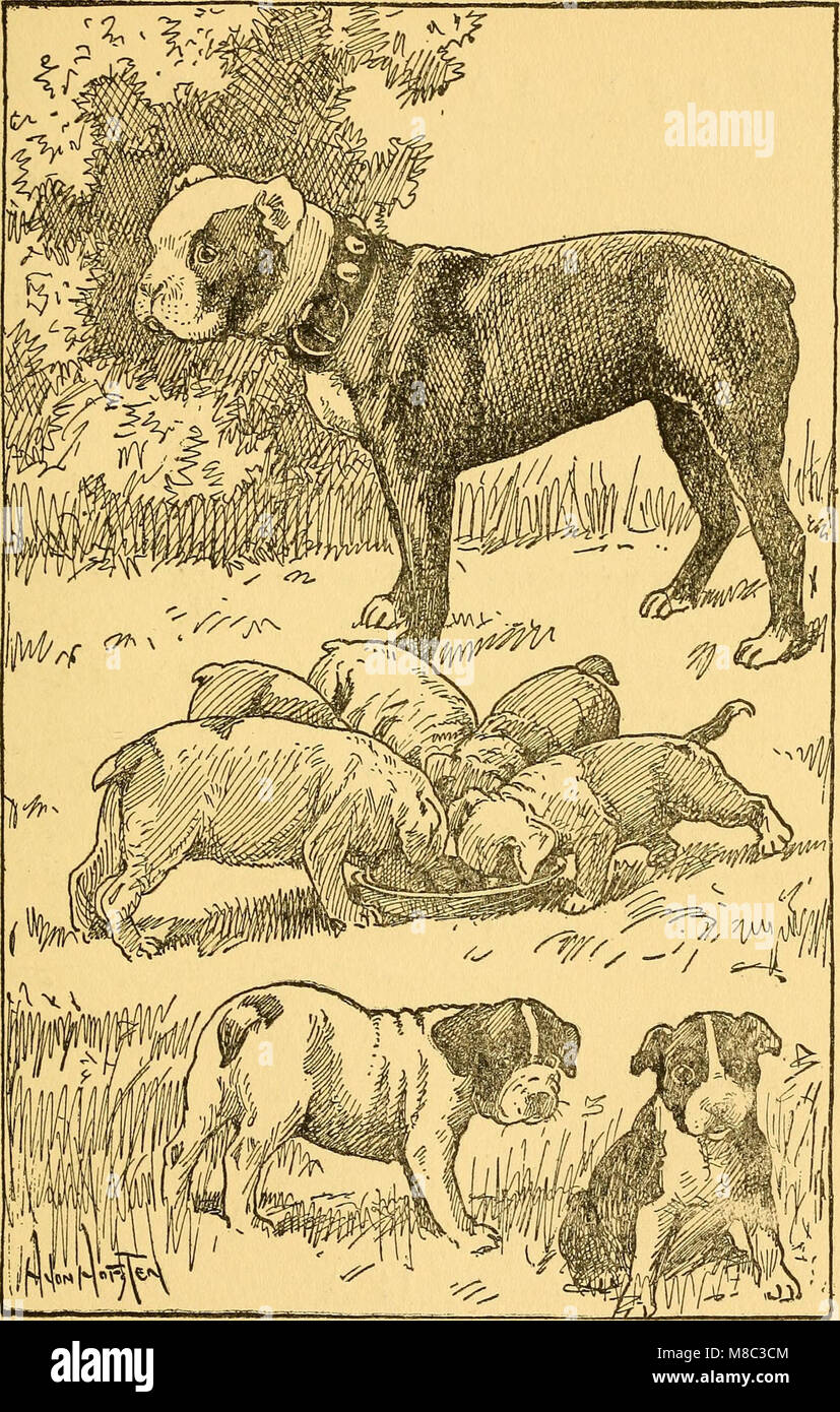 Dogs and puppies (1908) (14781447714 Stock Photo - Alamy