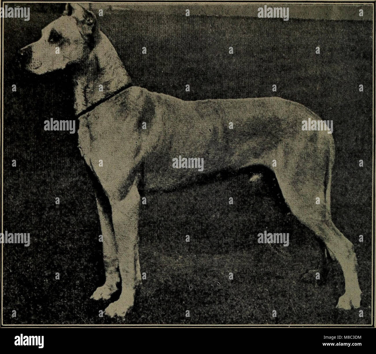 This 1903 book explores the characteristics of different dog breeds ...