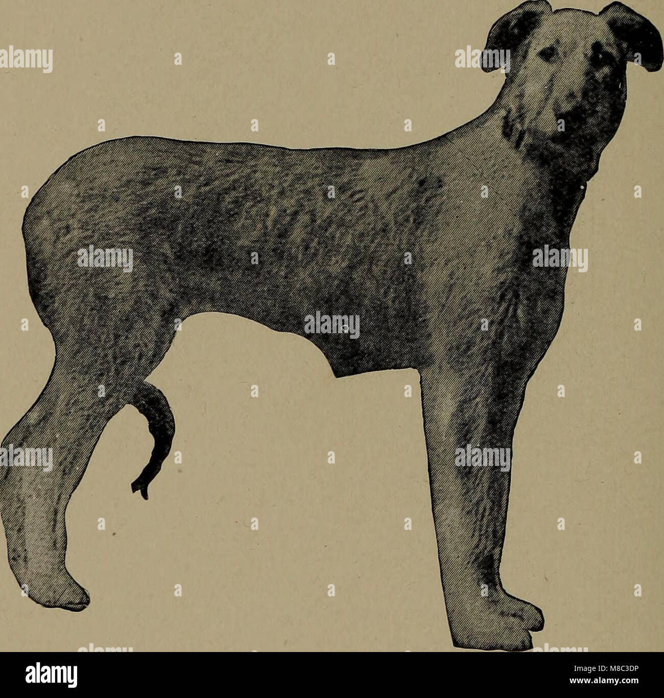 'Dogs of All Nations' (1903) is a literary work that combines prose and ...