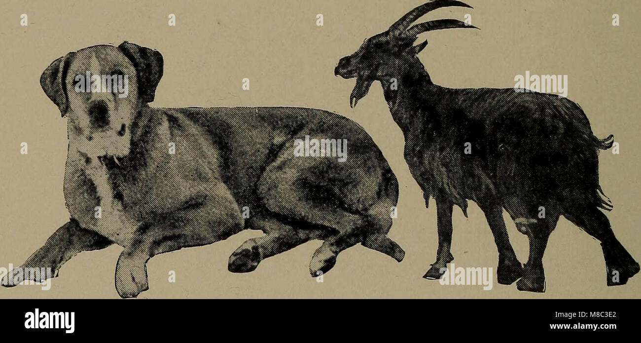 'Dogs of All Nations' (1903) is a compilation of literary works, both ...