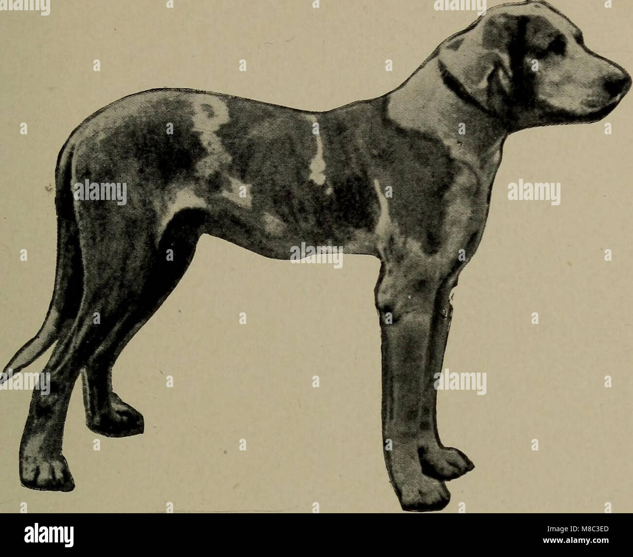 'Dogs of All Nations' (1903) is a literary work that combines prose and ...