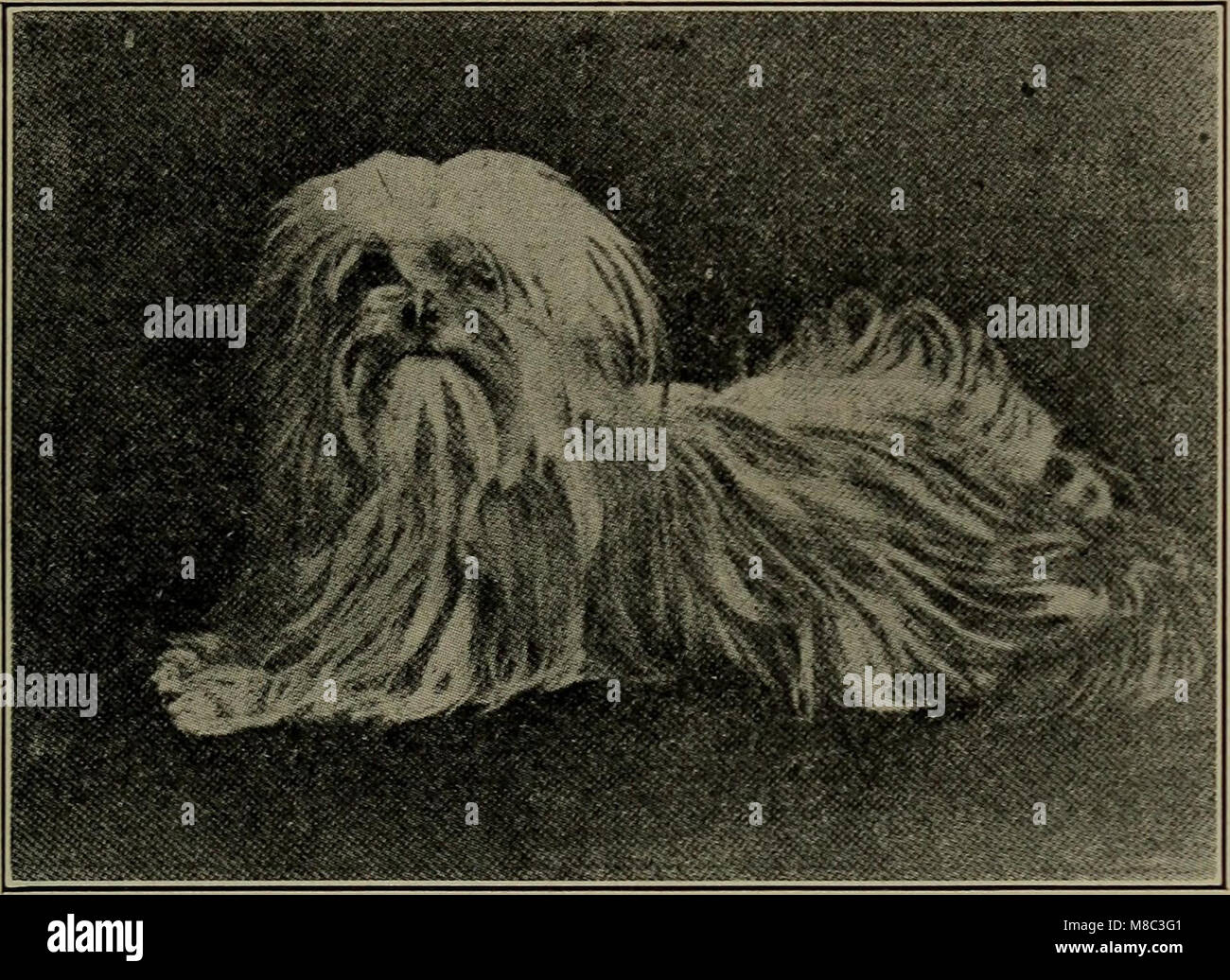 'Dogs of All Nations' (1903) is a literary work presenting a variety of ...