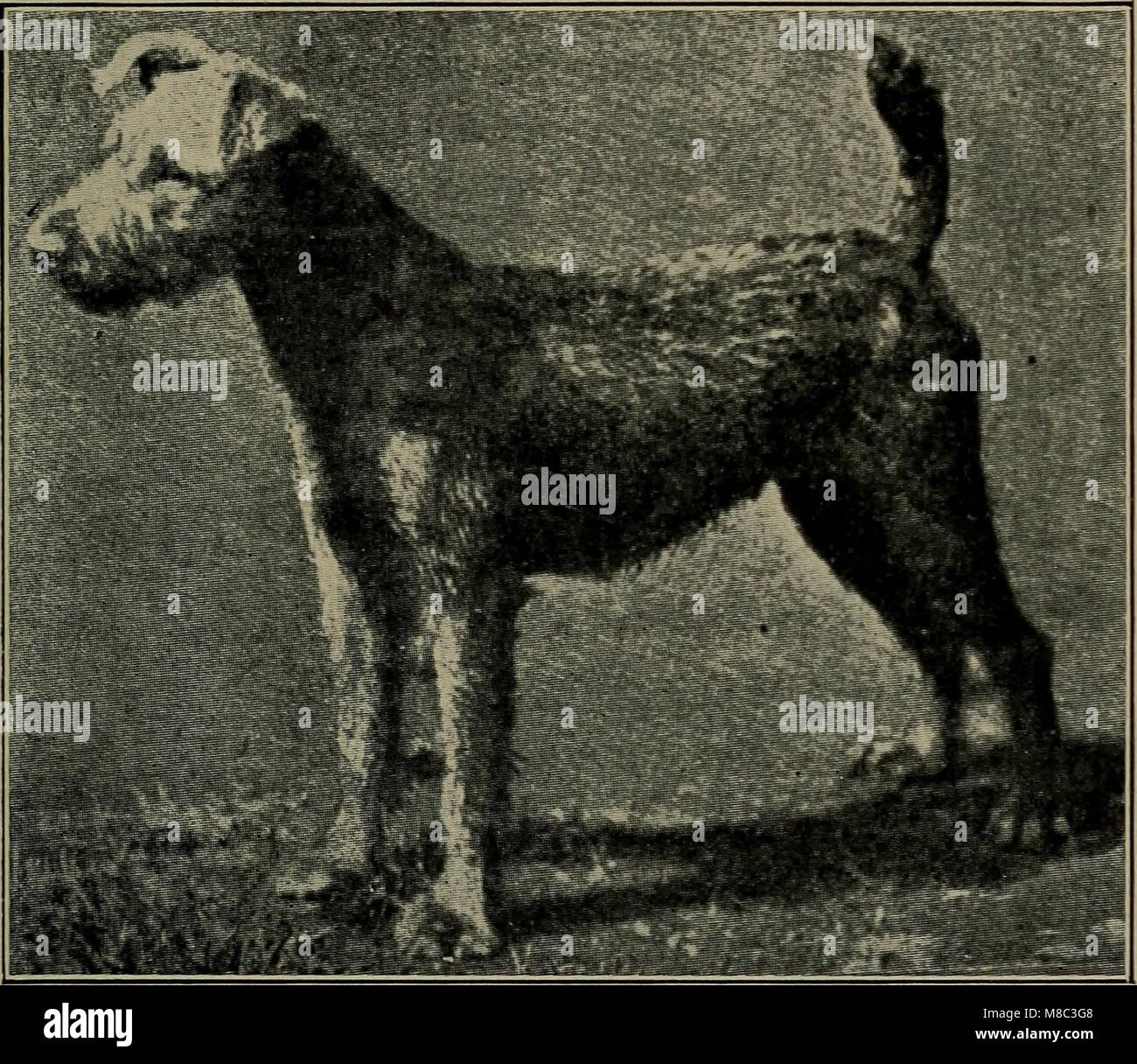 A 1903 book exploring dog breeds from around the world, presented in ...