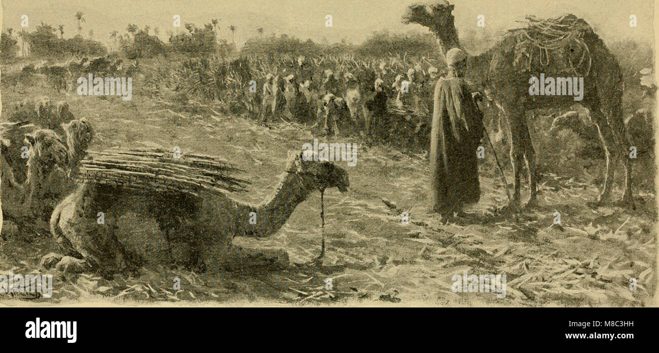 'Domesticated Animals - Their Relation to Man and His Advancement in ...