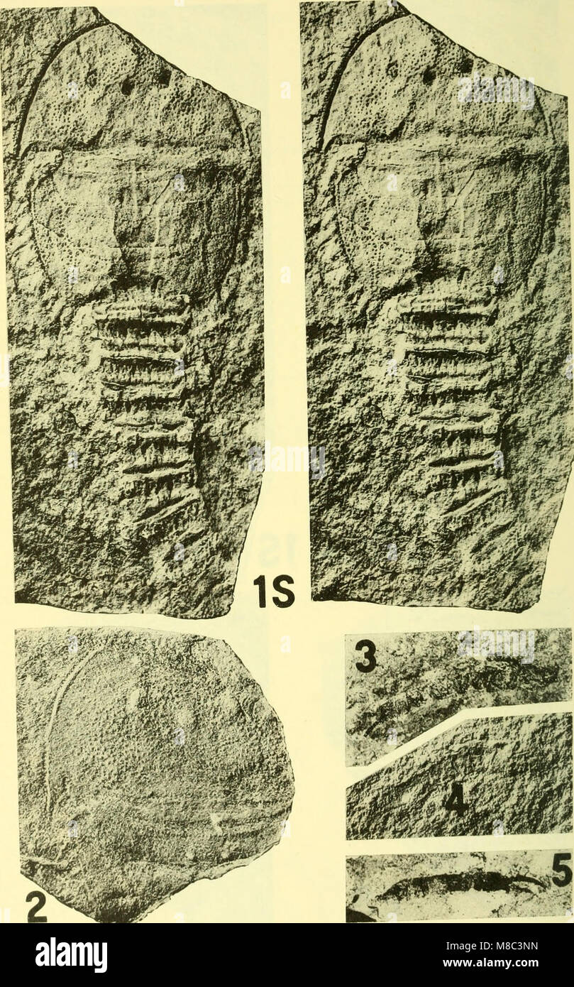 The 'Bulletins of American Paleontology' (1955-1956) publishes research ...
