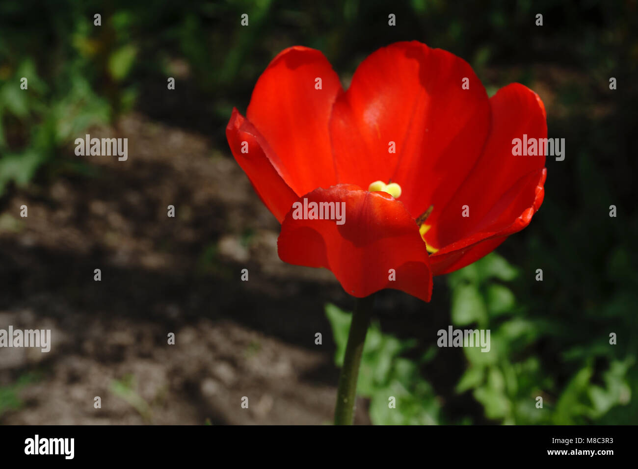single red poppy Stock Photo - Alamy