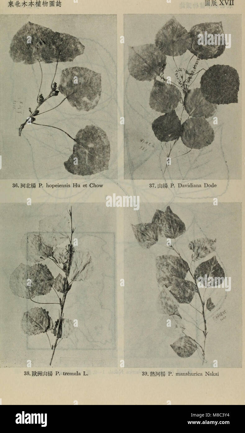 This 1955 Chinese text provides a detailed survey of the flora of ...