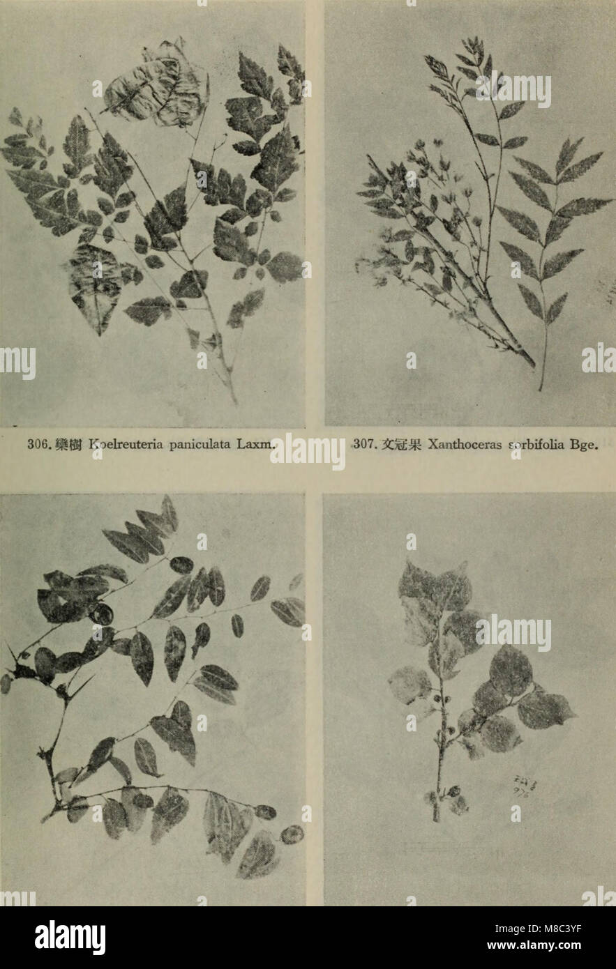 'Dong bei mu ben zhi wu tu zhi' (1955) is a Chinese work that details ...