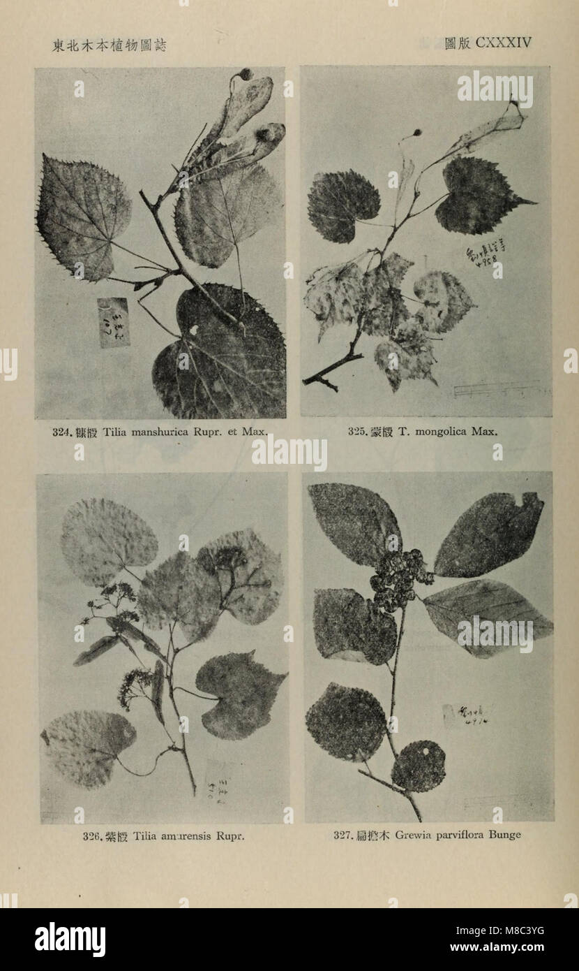 'Dong bei mu ben zhi wu tu zhi' (1955) is a Chinese botanical work ...
