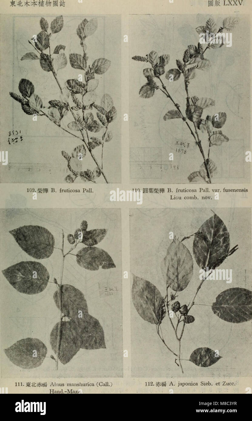 Dong bei mu ben zhi wu tu zhi (1955) (20804436880 Stock Photo - Alamy