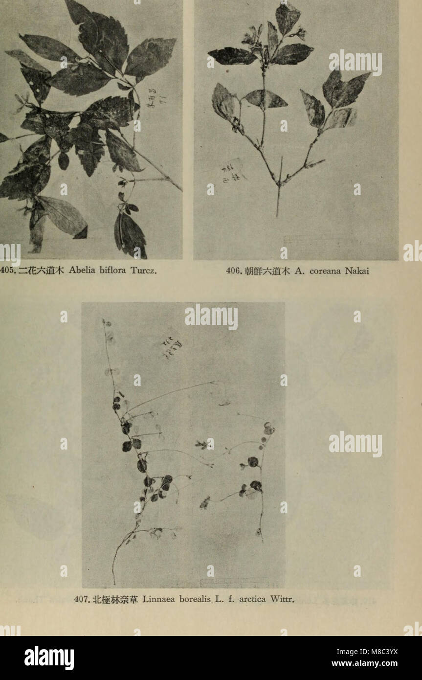 This 1955 Chinese text, 'Dong bei mu ben zhi wu tu zhi', provides a ...