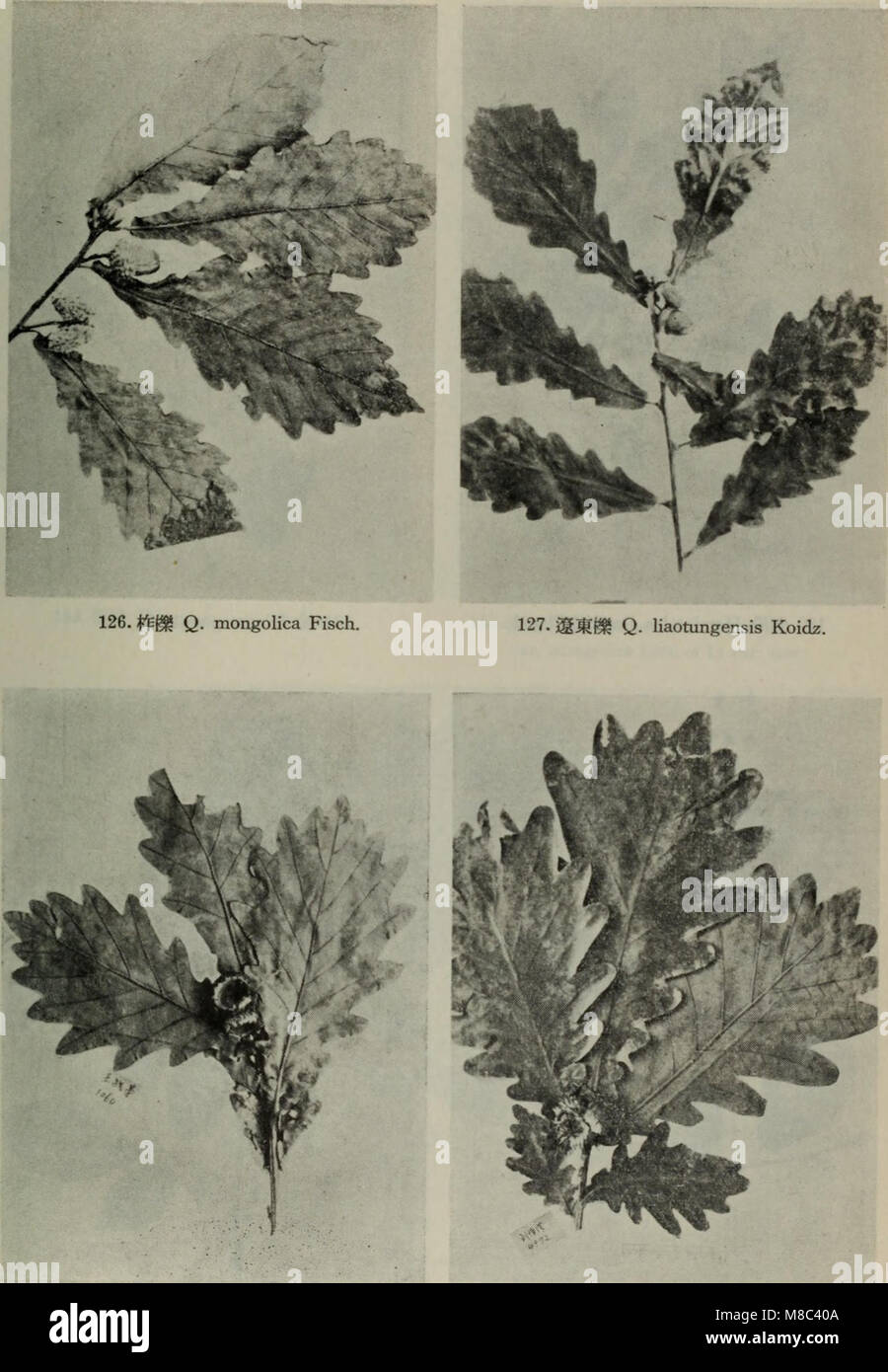 'Dong bei mu ben zhi wu tu zhi' (1955) is a Chinese botanical work ...