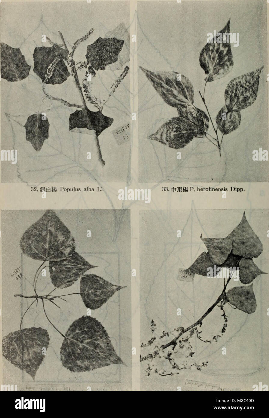 The 'Dong Bei Mu Ben Zhi Wu Tu Zhi' (1955) is a Chinese botanical work ...