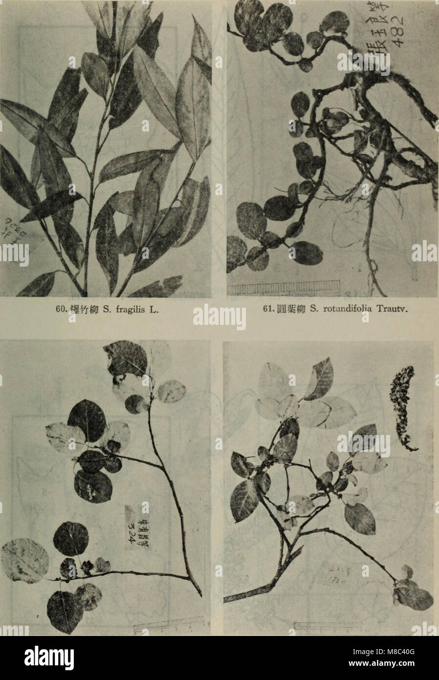 Dong bei mu ben zhi wu tu zhi (1955) is a botanical work focusing on ...