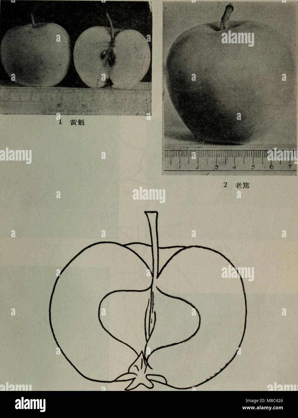 *Dong bei ping guo pin zhong jie shuo* (1957) is a Chinese text that ...