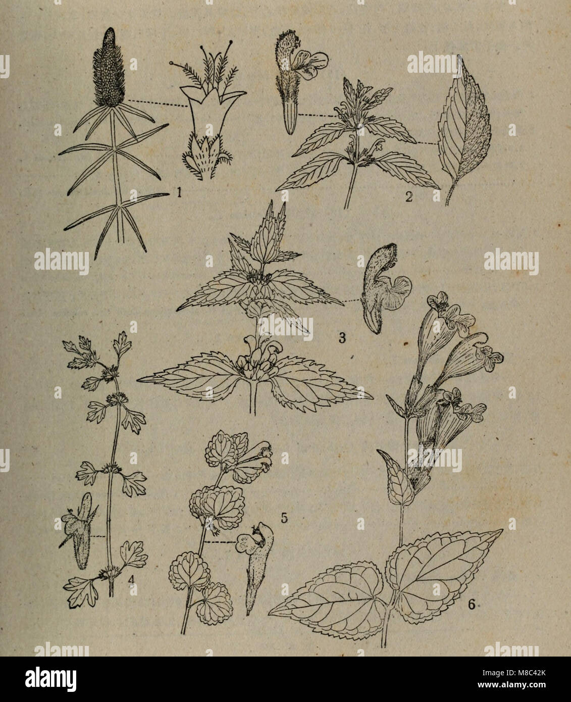 Dong bei zhi wu jian suo biao (1959) (20371445604 Stock Photo - Alamy