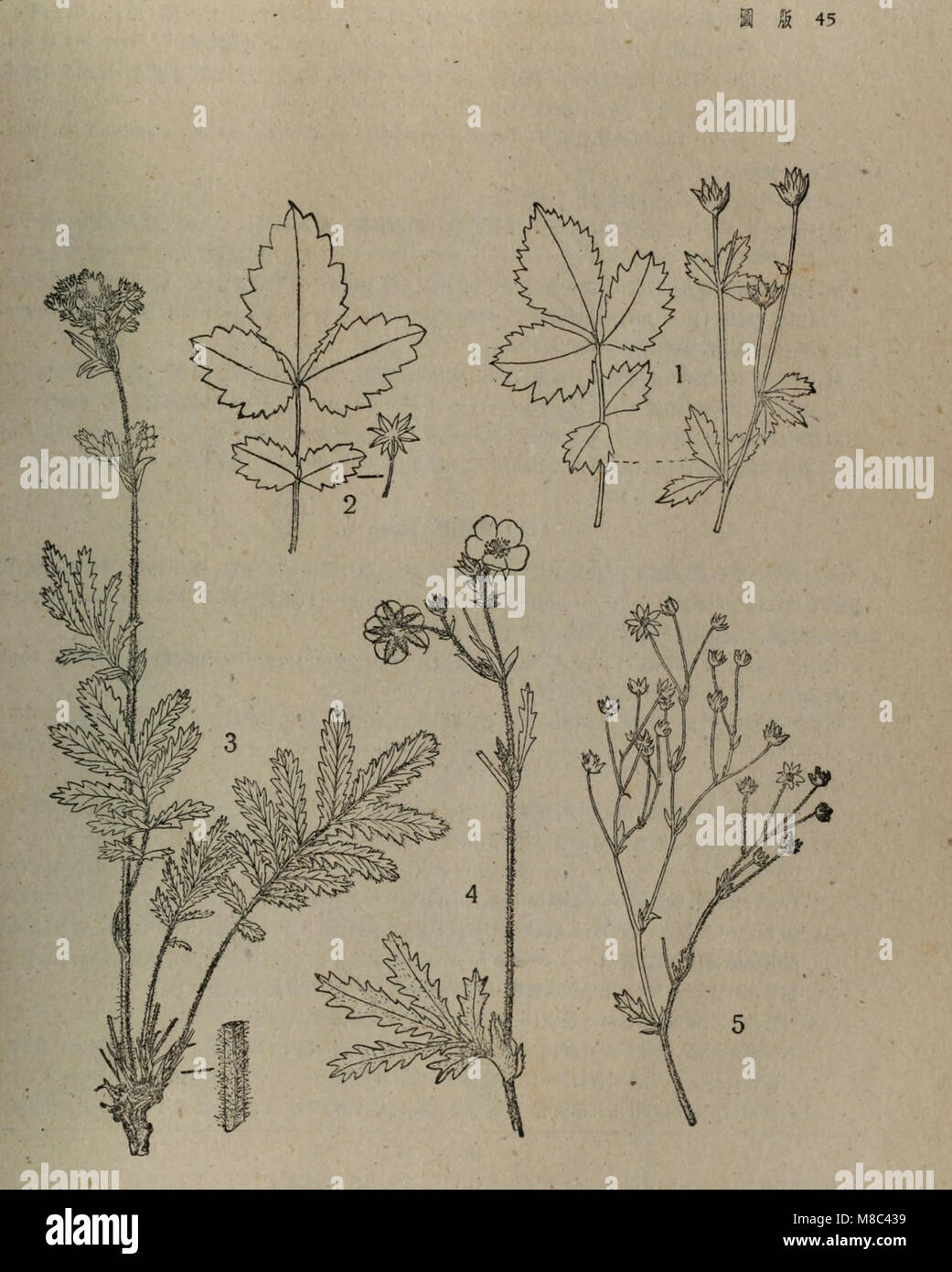 'Dong Bei Zhi Wu Jian Suo Biao' (1959) is a botanical guide documenting the flora of Northeast ...