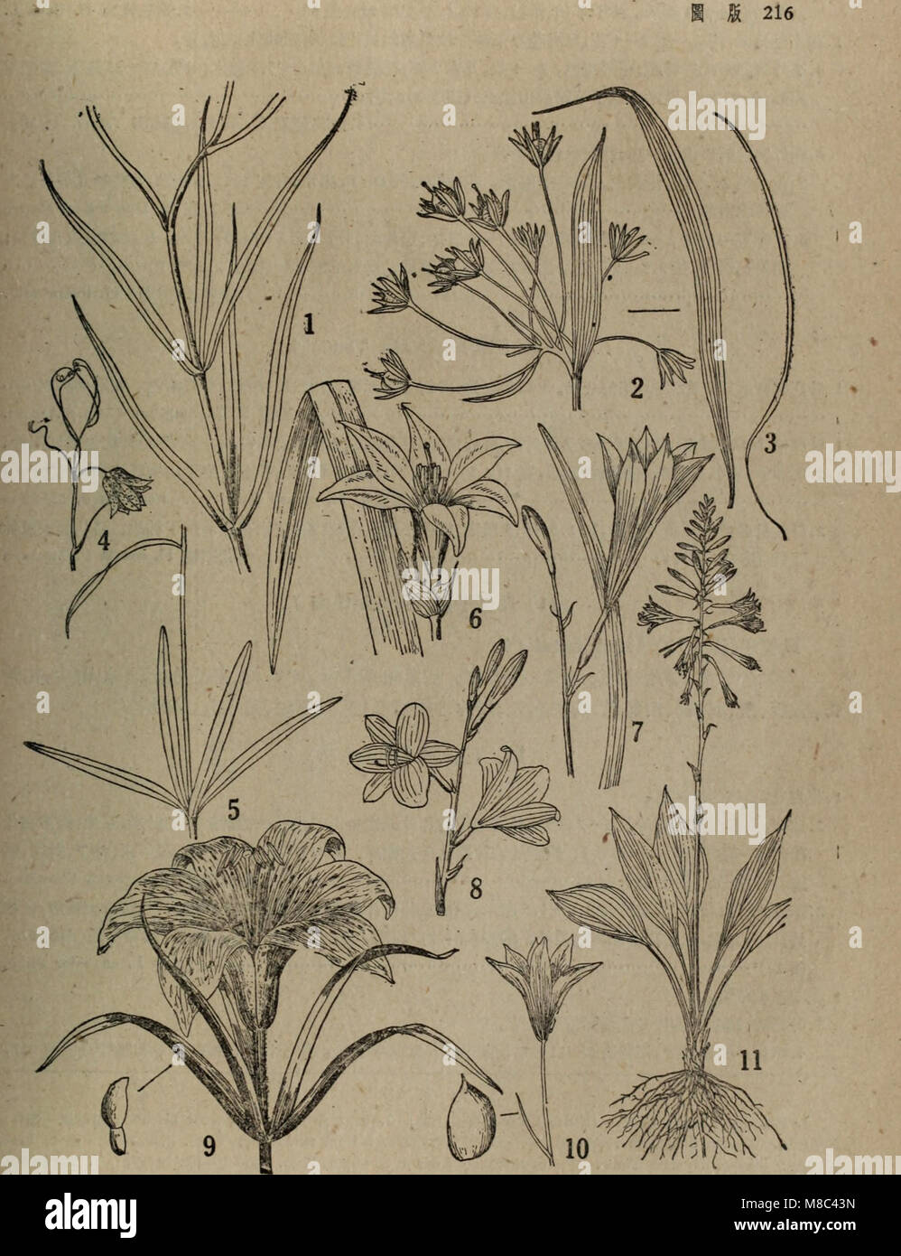 A botanical catalog documenting the flora of the Northeast region of ...