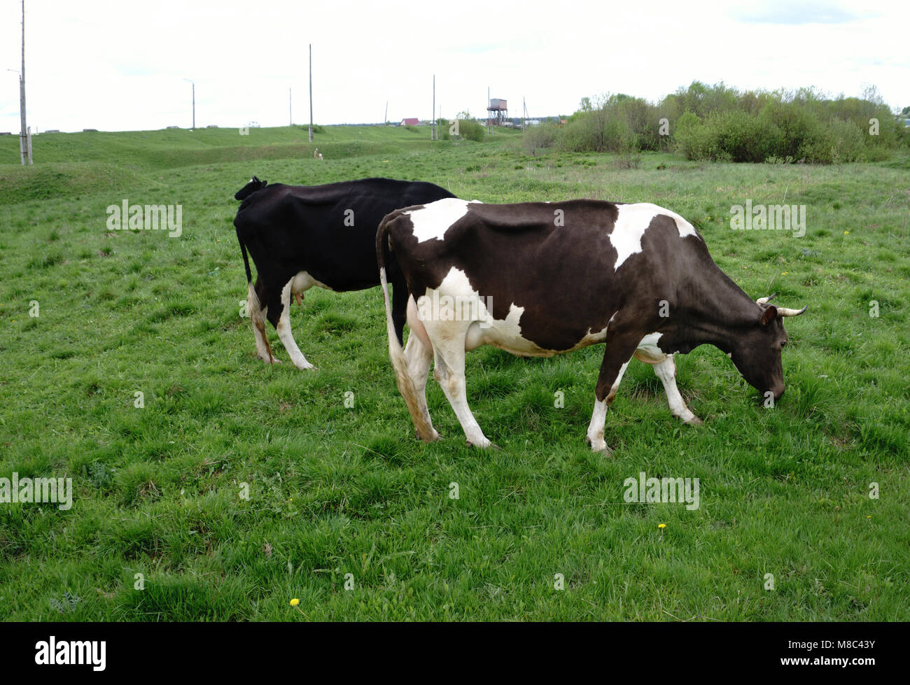 Sleeping cows at sunrise Stock Photo - Alamy