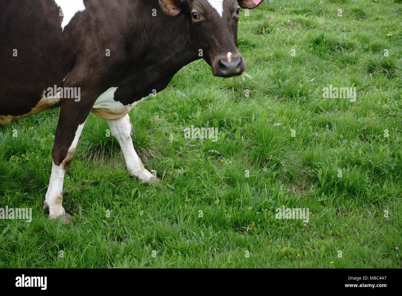 Sleeping cows at sunrise Stock Photo - Alamy