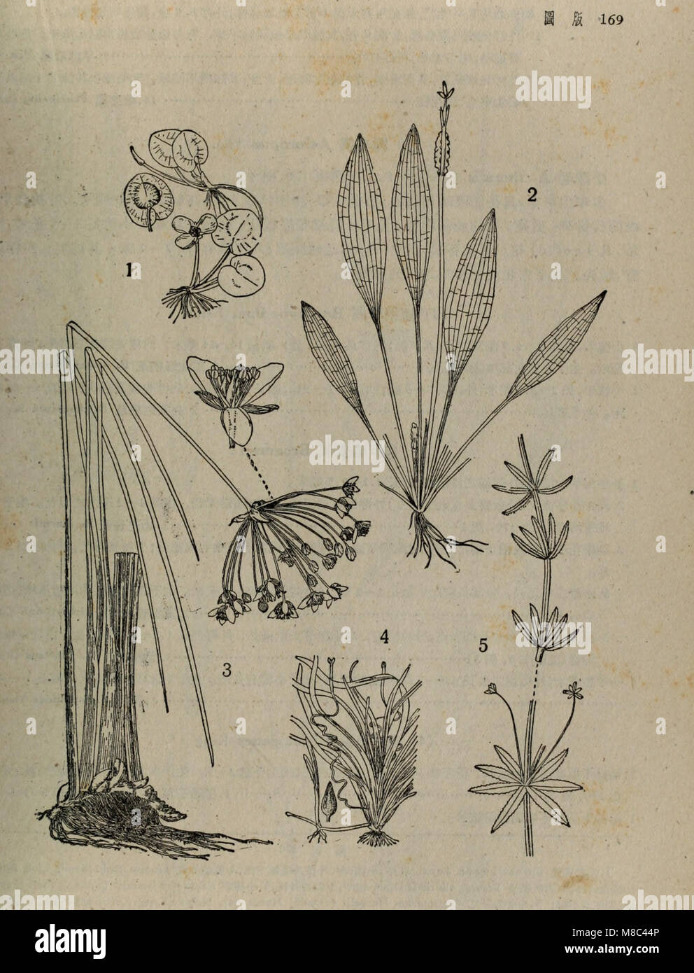 'Dong bei zhi wu jian suo biao' (1959) is a comprehensive plant catalogue detailing species ...