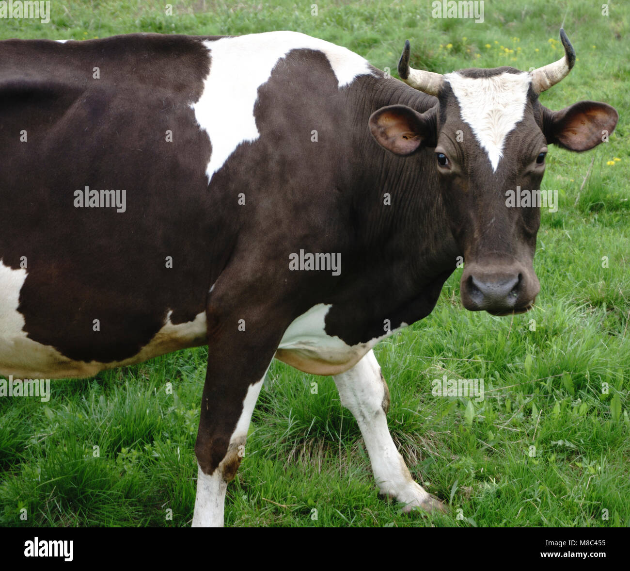 Angus cow ireland hi-res stock photography and images - Alamy