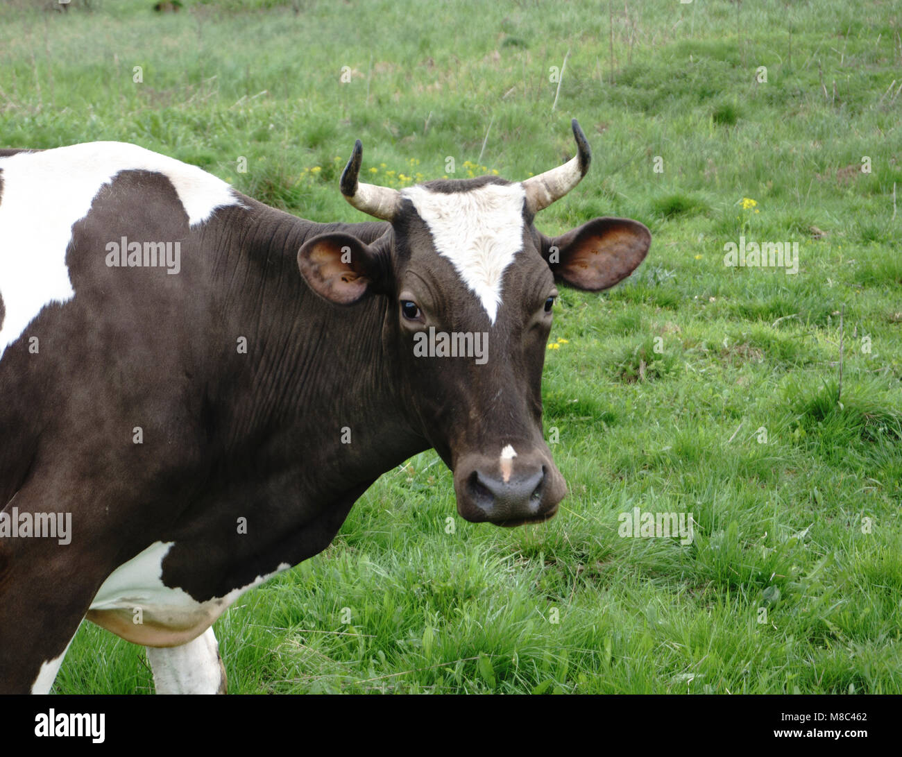 a cow looks at the photographer Stock Photo - Alamy