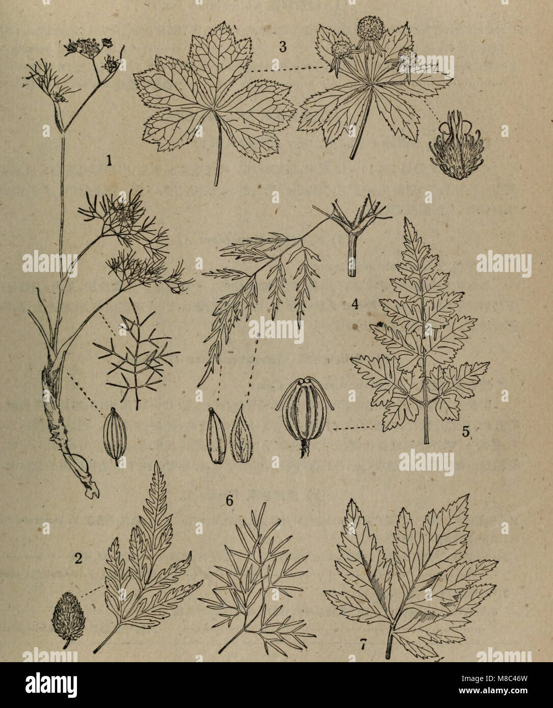 Dong bei zhi wu jian suo biao hi-res stock photography and images - Alamy