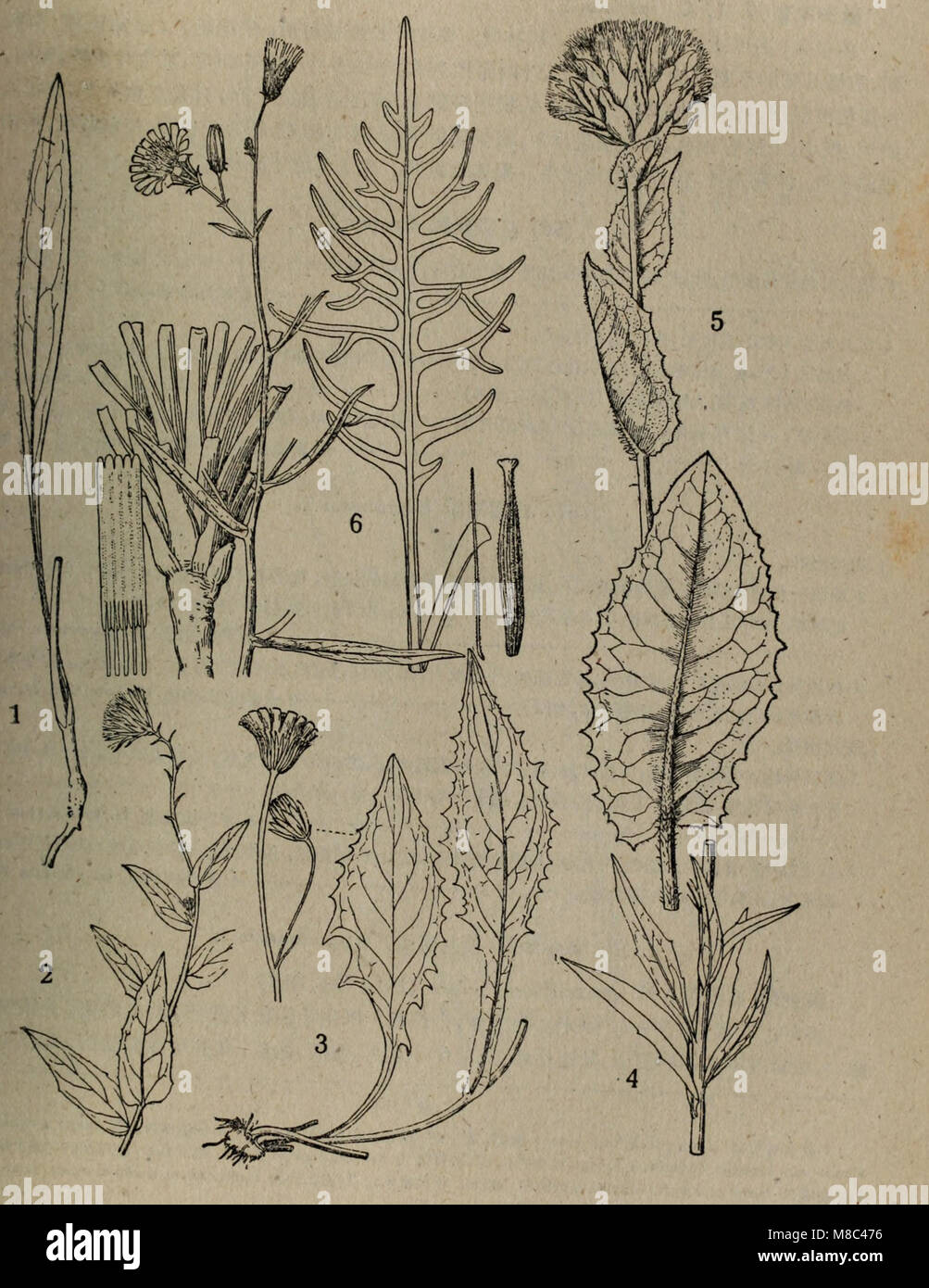 'Dong bei zhi wu jian suo biao' (1959) is a botanical catalog documenting the plant species ...