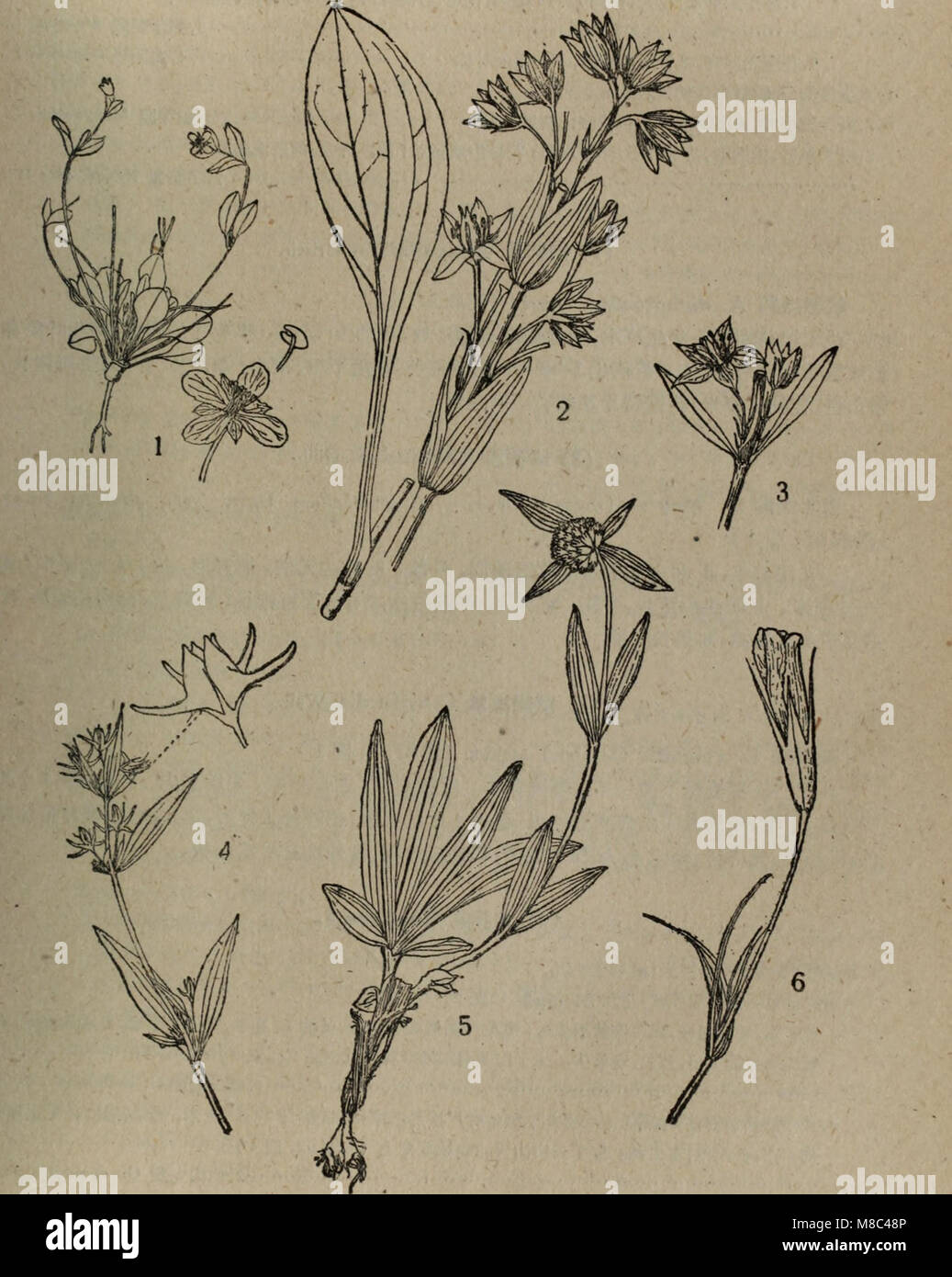 The 'Dong Bei Zhi Wu Jian Suo Biao' (1959) is a botanical catalog of plants native to ...