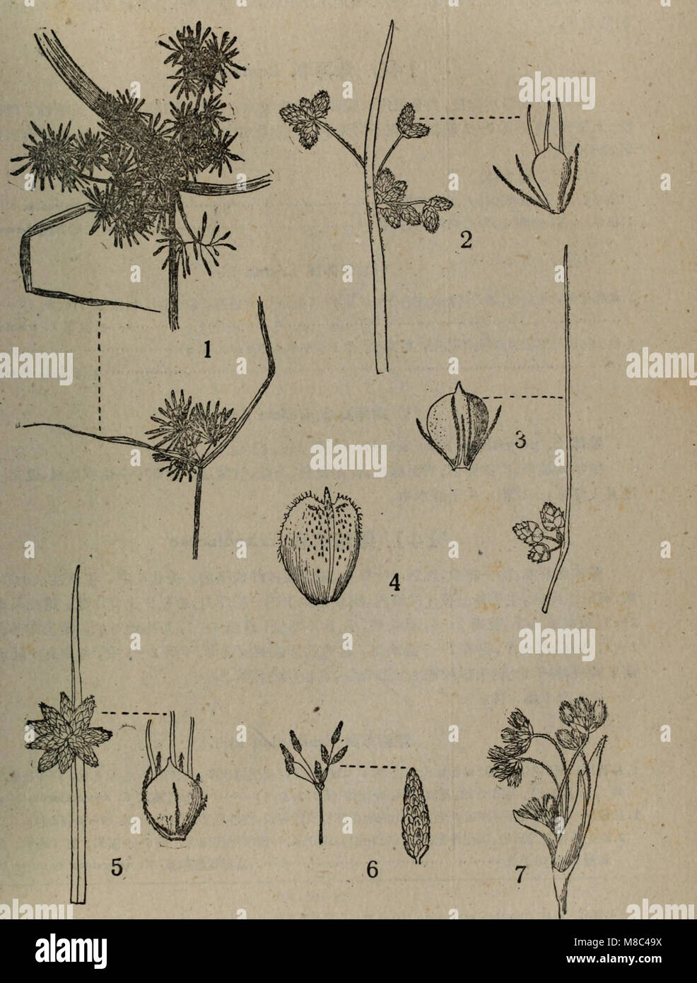 Dong bei zhi wu jian suo biao (1959) (21001765641 Stock Photo - Alamy