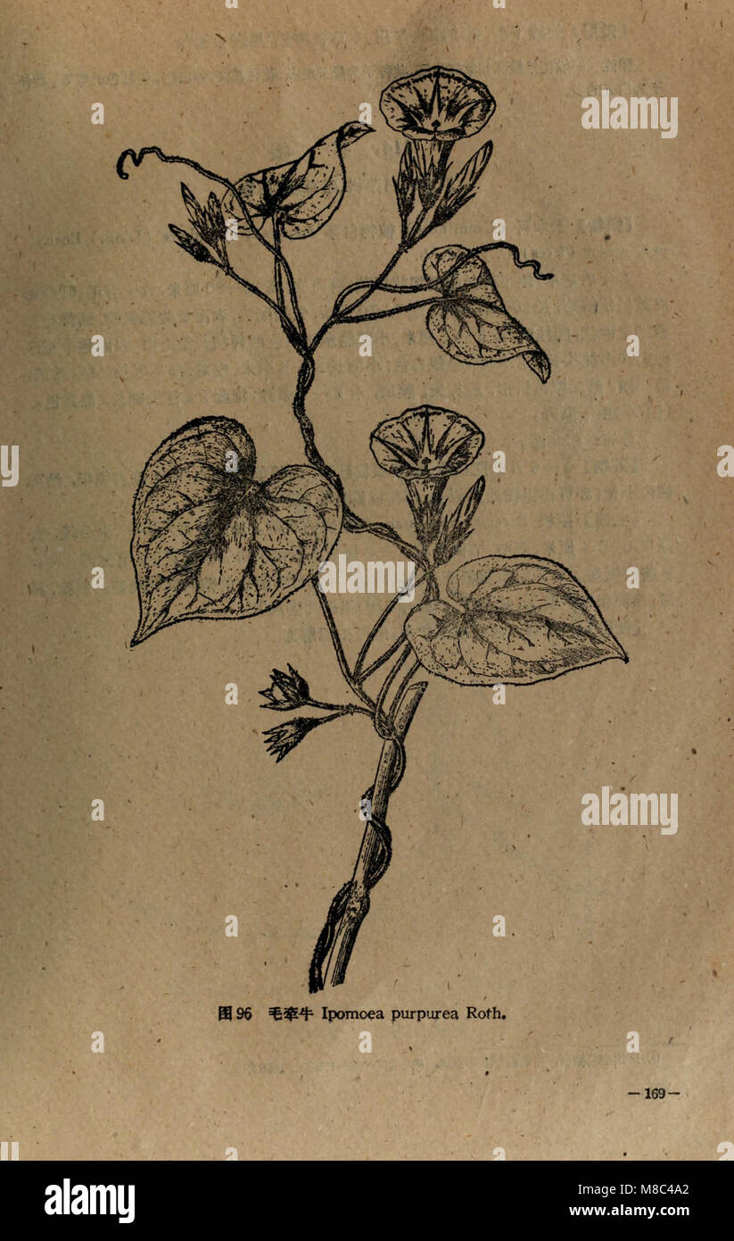 Dong bei zhi wu yao tu zhi (1959) (20373062523 Stock Photo - Alamy