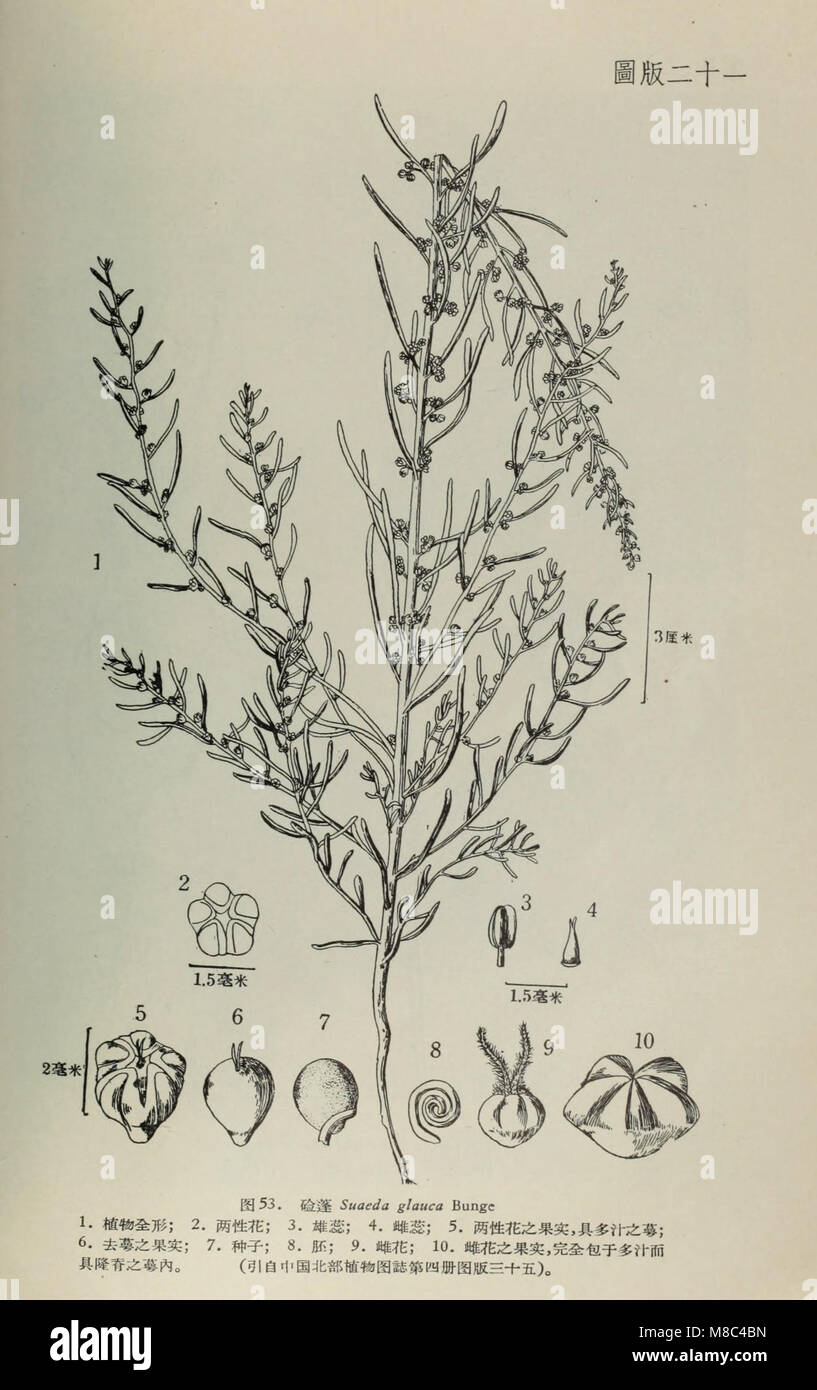 A 1958 botanical guide to the flora of Northeast China, focusing on the ...