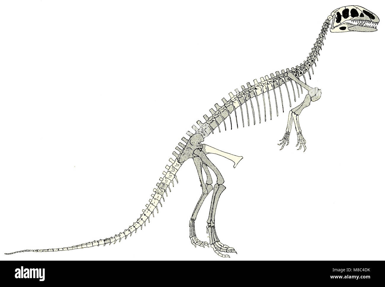 Eustreptospondylus is a genus of theropod dinosaur from the Late ...