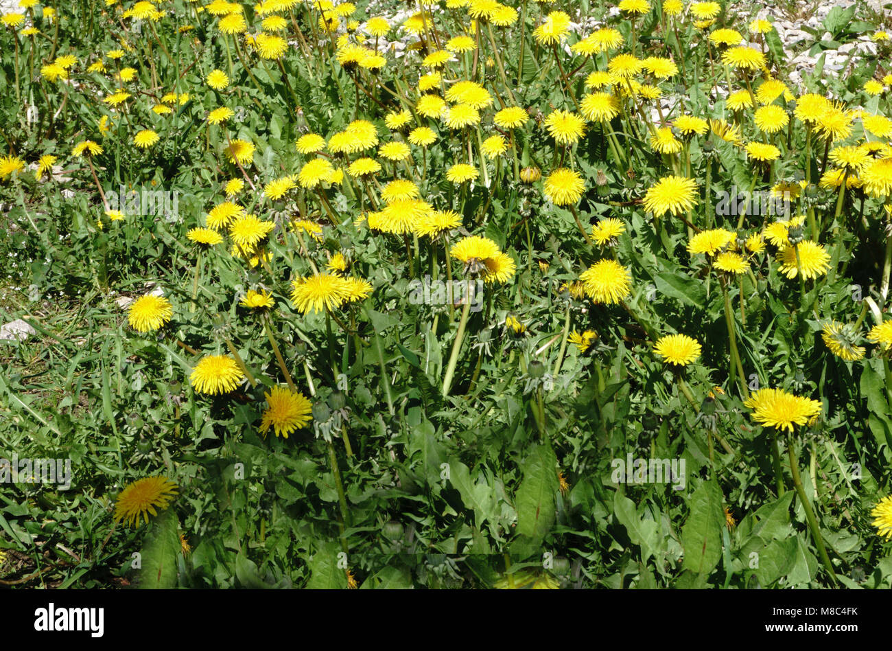 big Yellow field of dandelions Stock Photo - Alamy