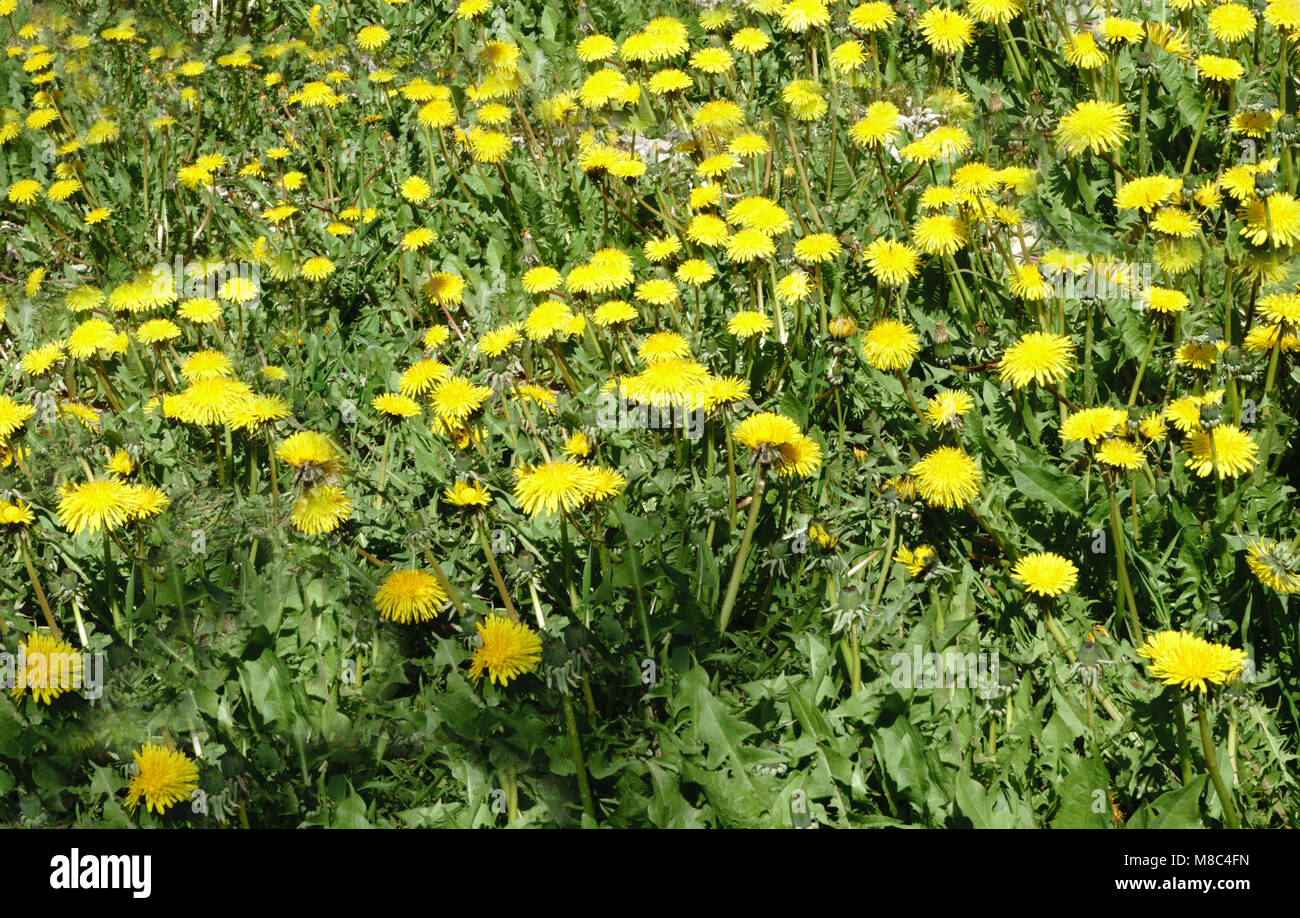 big Yellow field of dandelions Stock Photo - Alamy