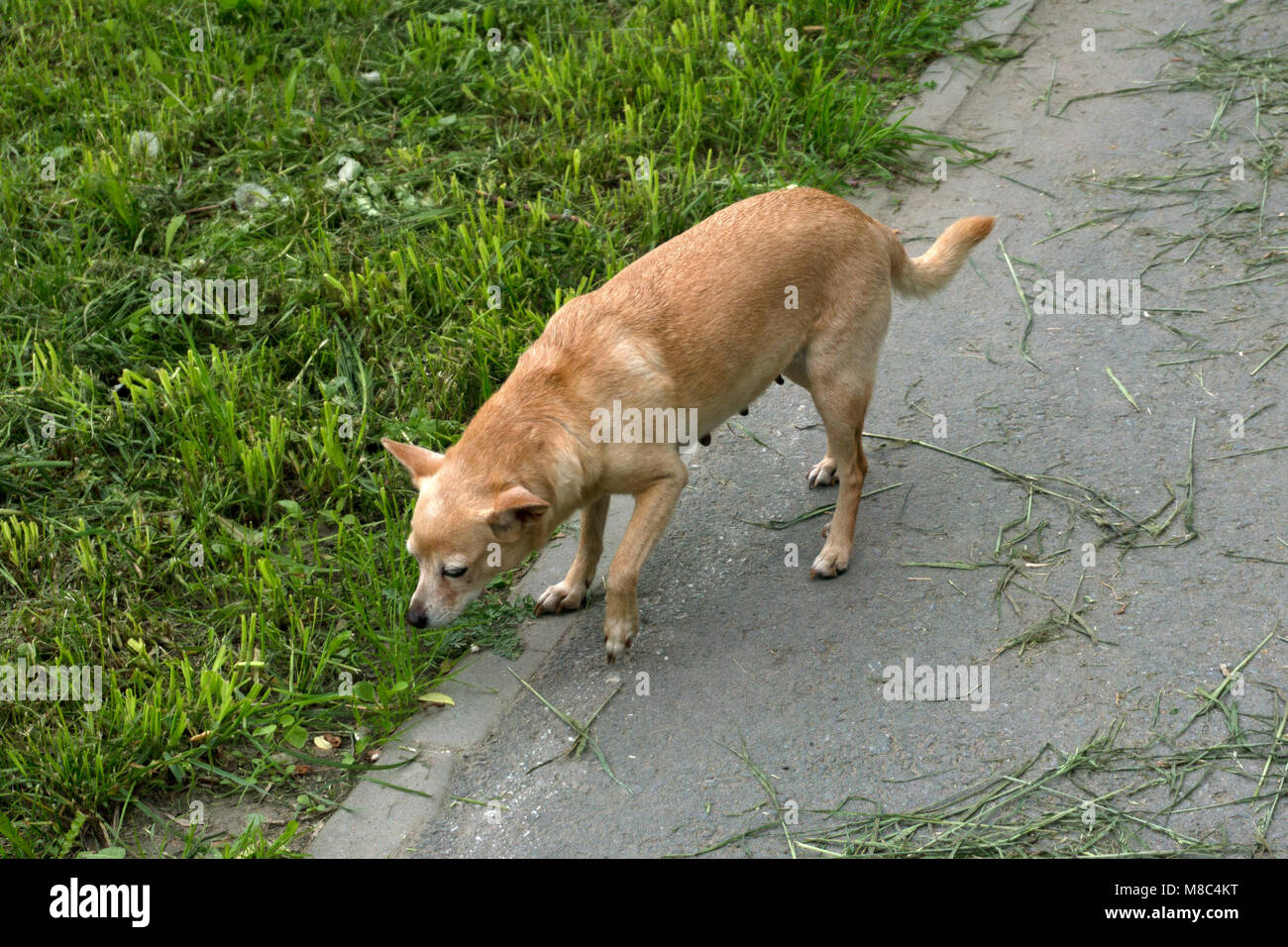 Dog playing outside smiles Stock Photo - Alamy