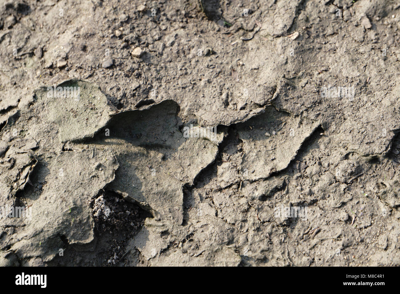 small Cracked ground textures Stock Photo - Alamy