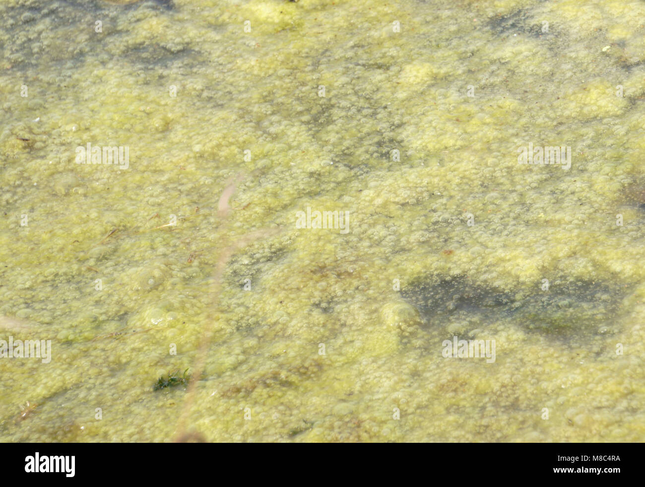 swamp with green water Stock Photo - Alamy