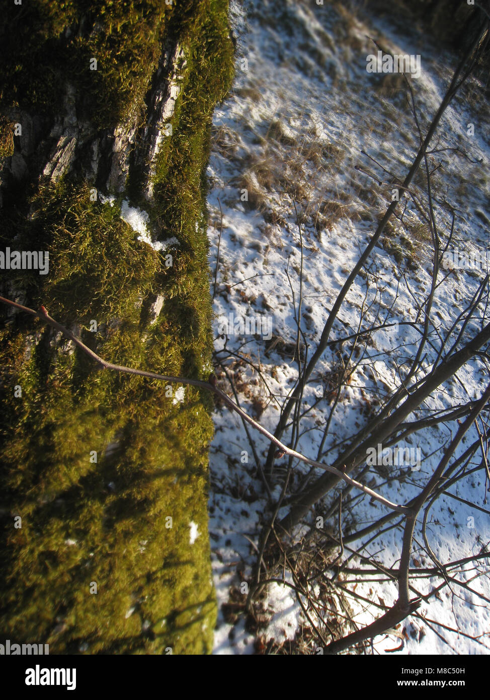 Sunshine, sunny weather, Sunny forest, Green forest, Forest, Tree Stock ...