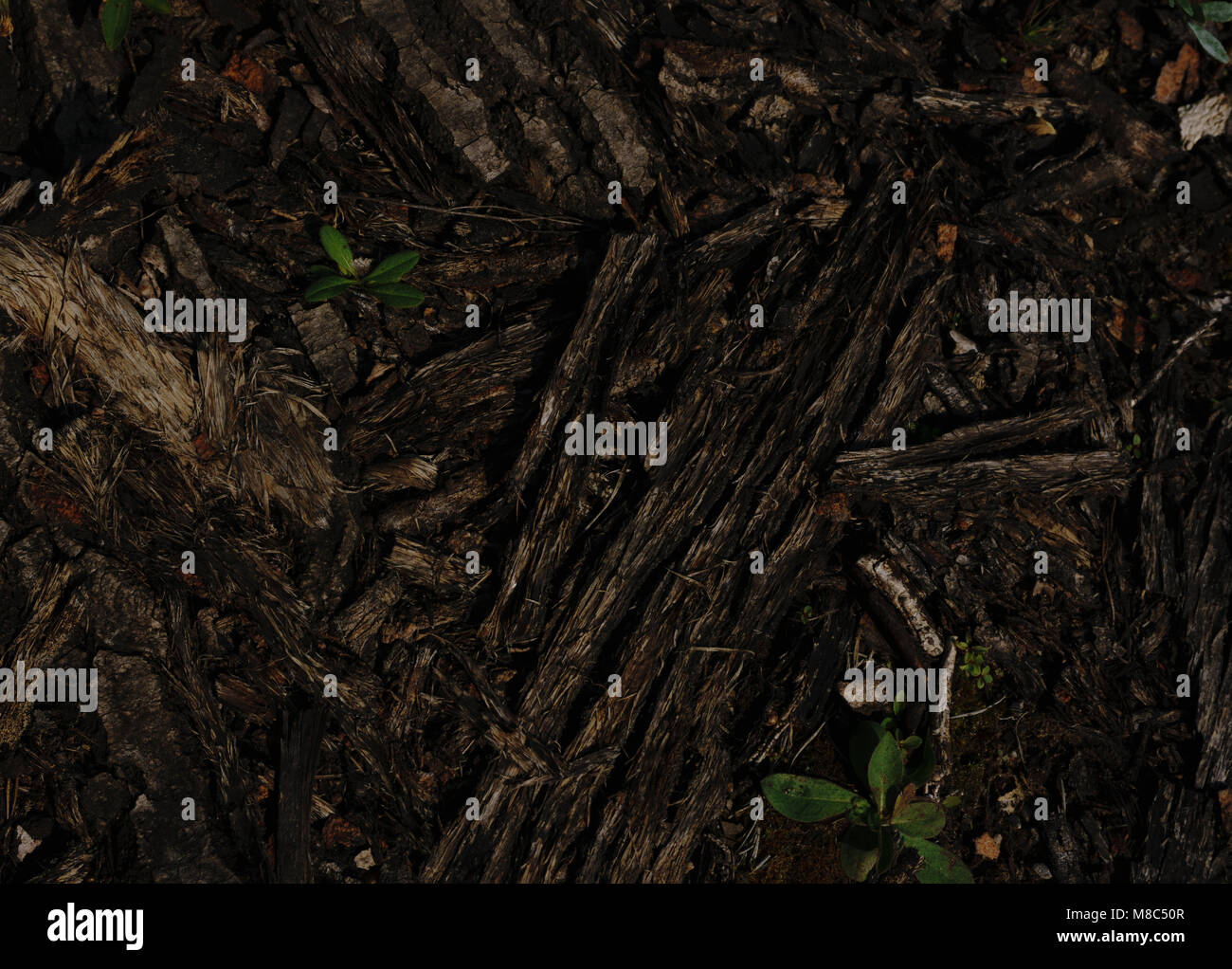 dark tree Bark texture Stock Photo - Alamy