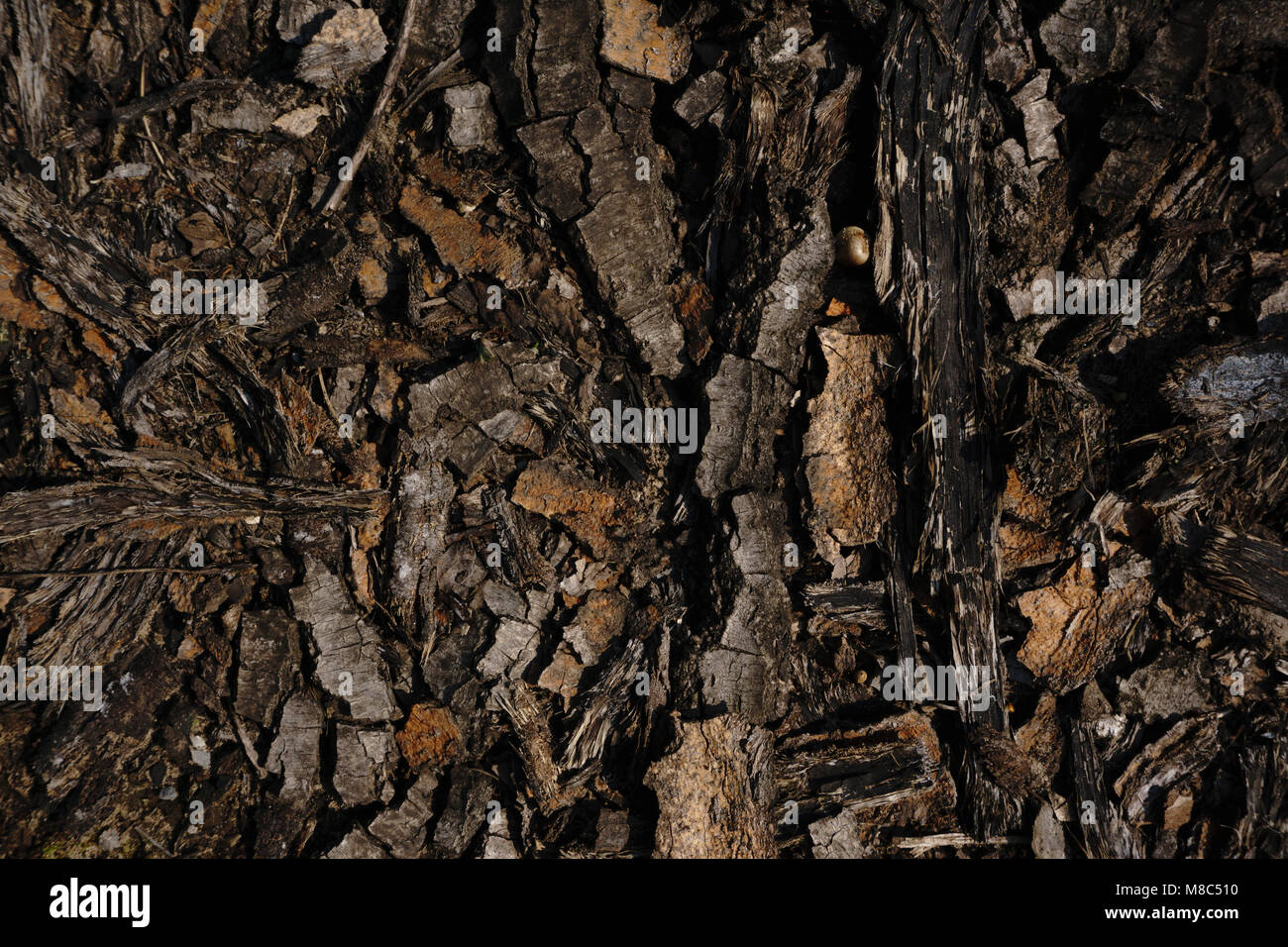 dark tree Bark texture Stock Photo - Alamy