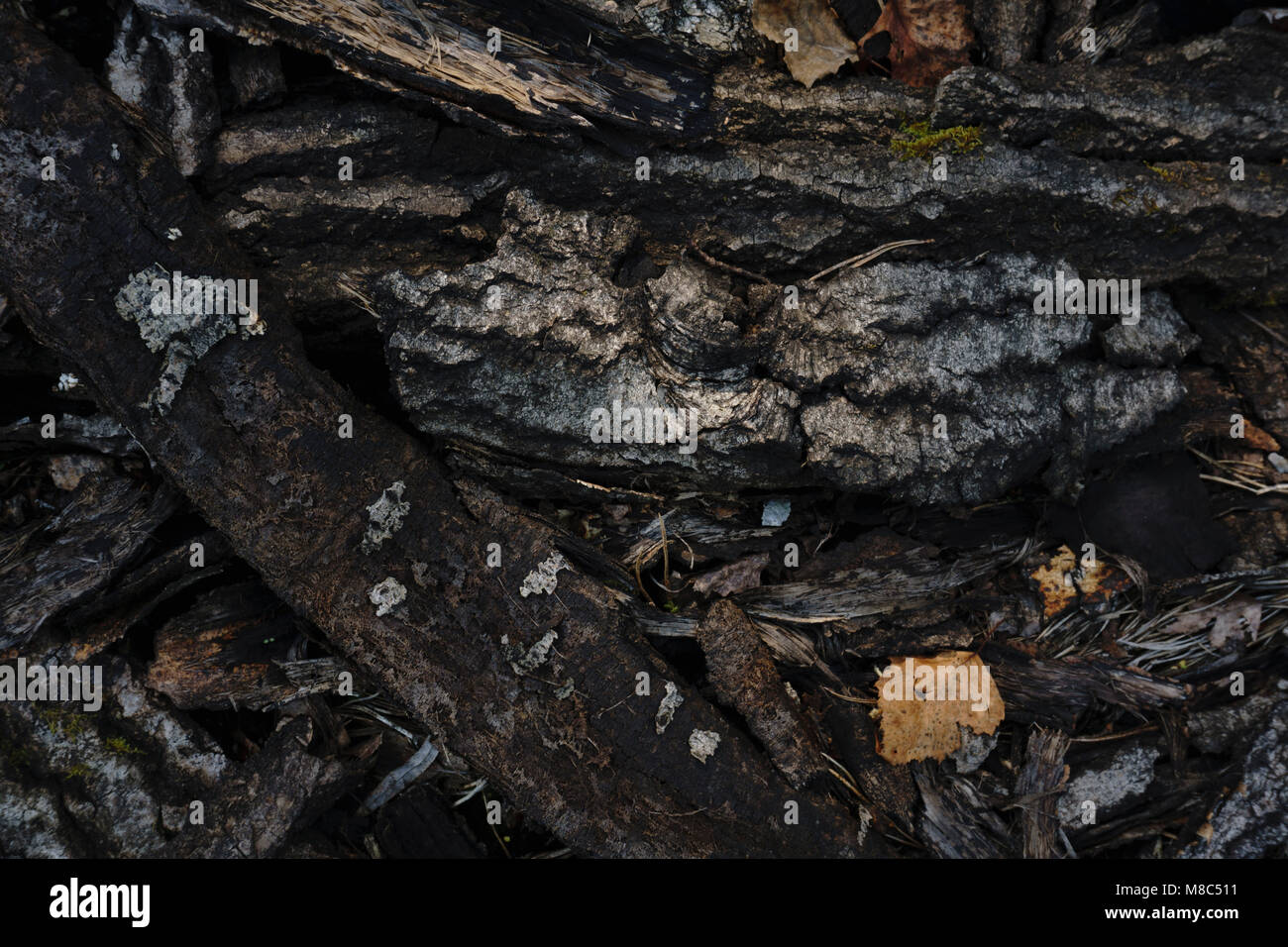 dark tree Bark texture Stock Photo - Alamy