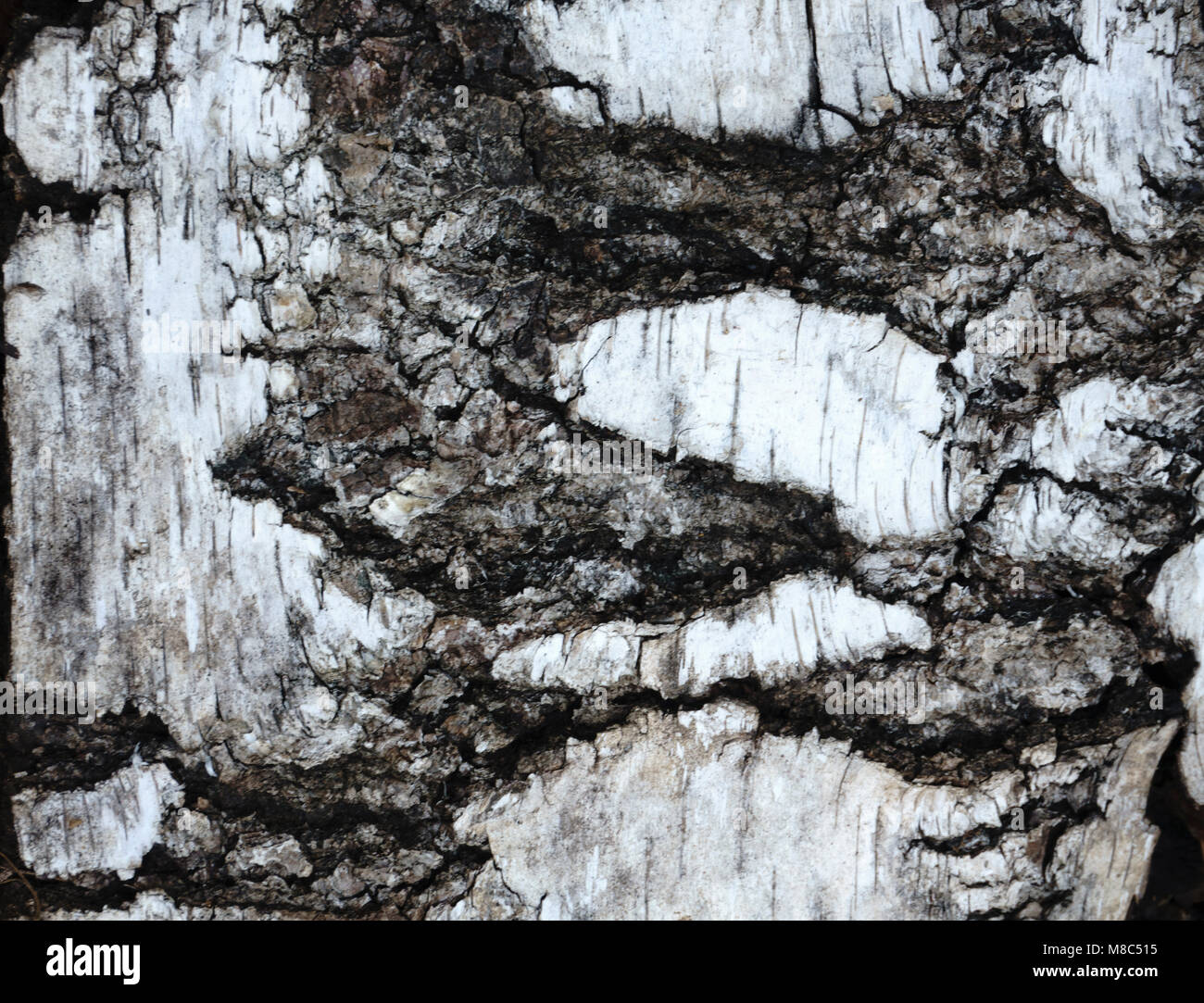 dark tree Bark texture Stock Photo - Alamy